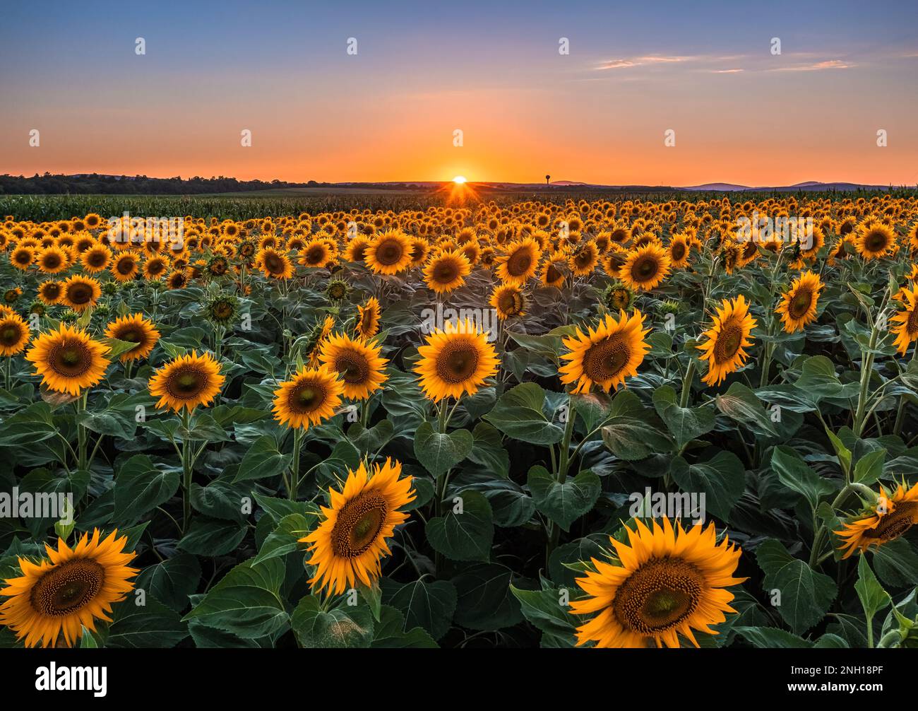 Sunflowers in morning summer field hi-res stock photography and images ...