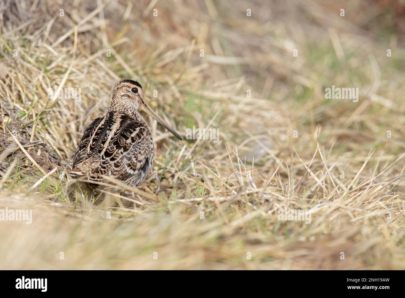Croccolone - The great snipe (Gallinago media) is a small stocky wader ...