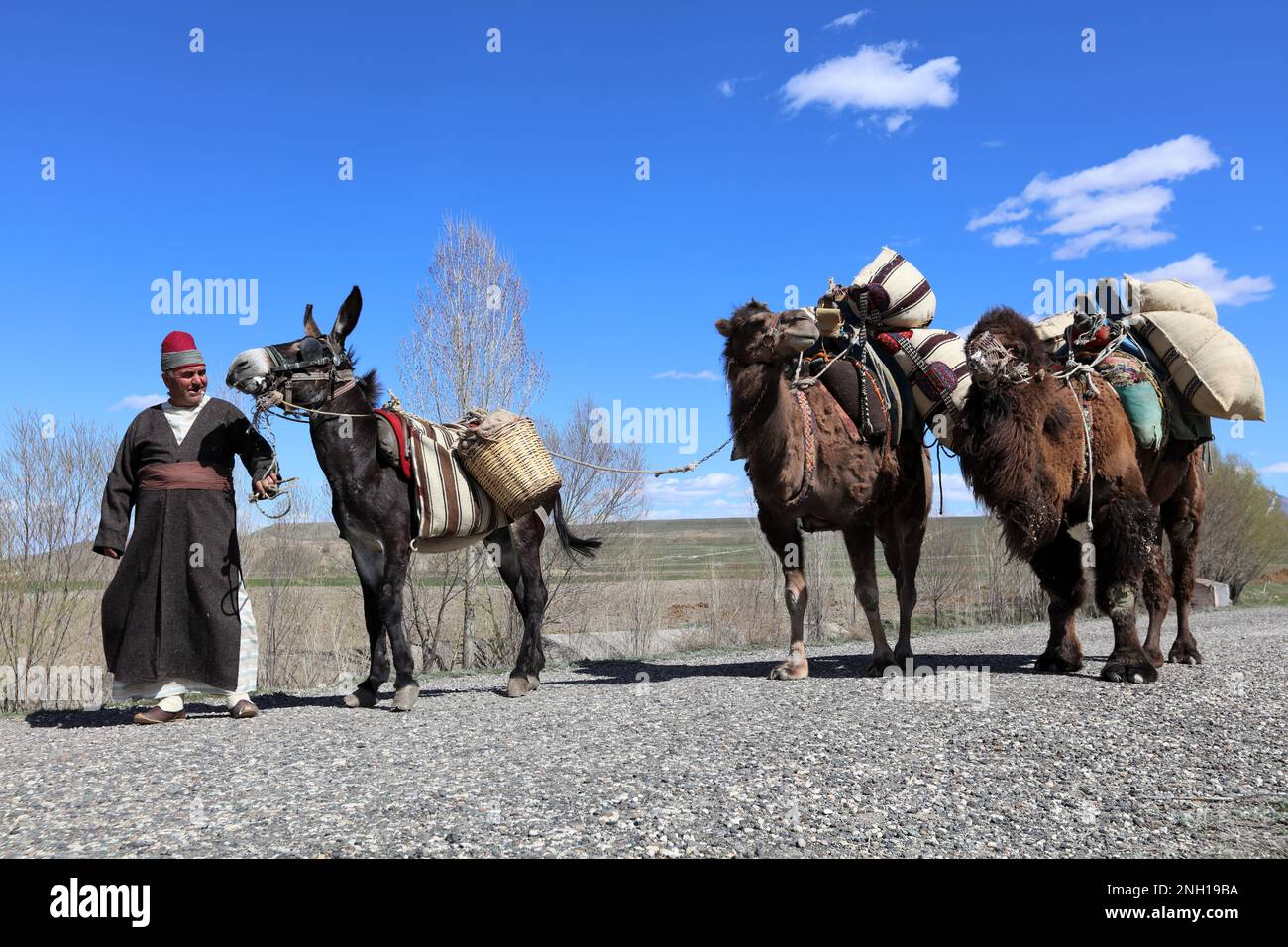 Camel Caravans Silk Road Mountains