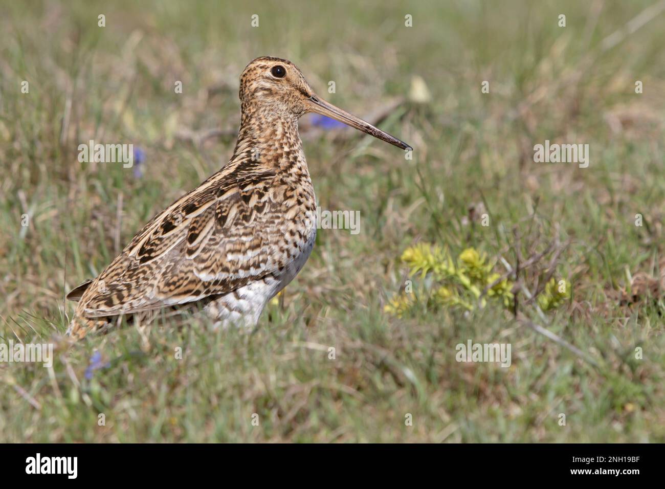Croccolone - The great snipe (Gallinago media) is a small stocky wader ...