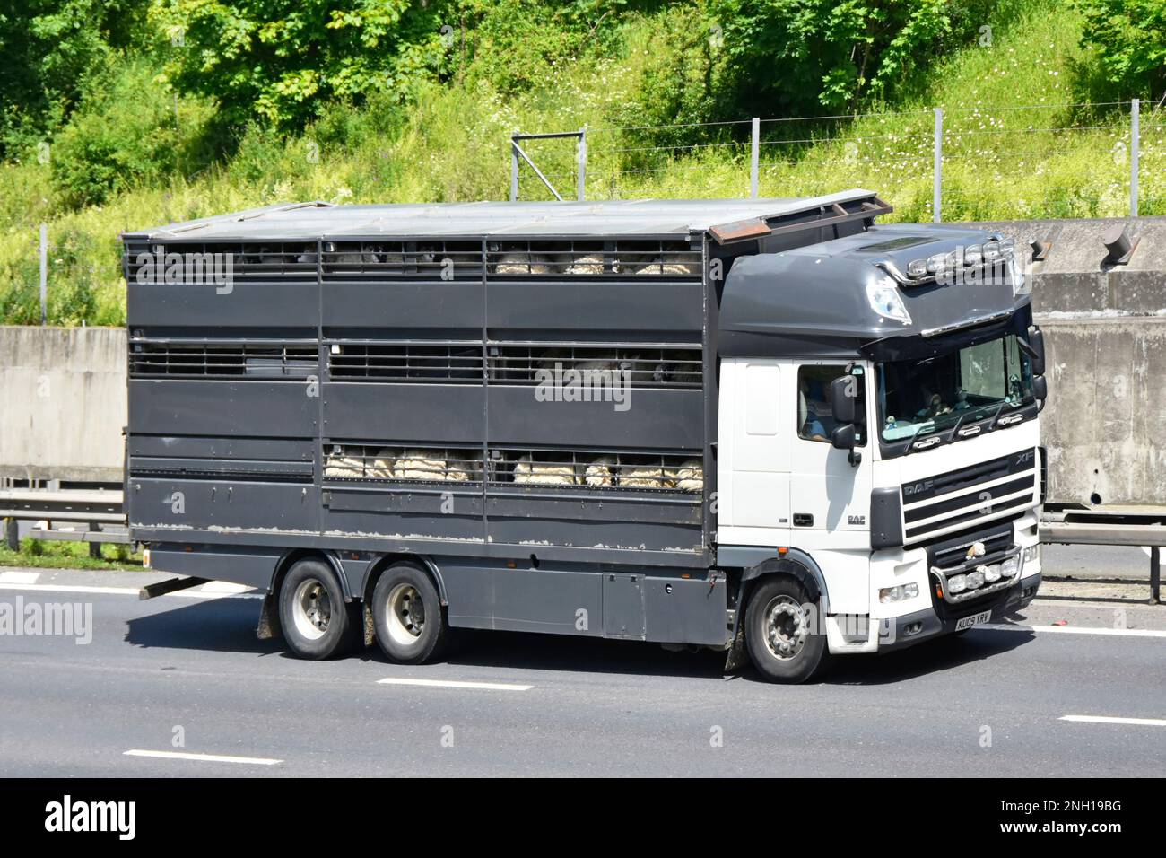 Vehicle and animal hi-res stock photography and images - Alamy