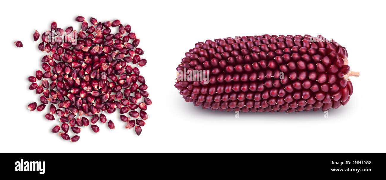 Purple corn or maize seeds isolated on white background with full depth ...