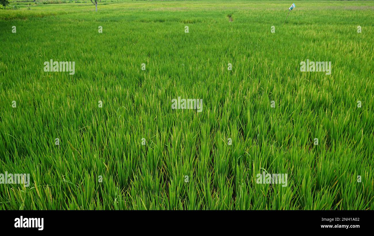 Rice with the scientific name Oryza sativa L. Rice plants in paddy rice ...