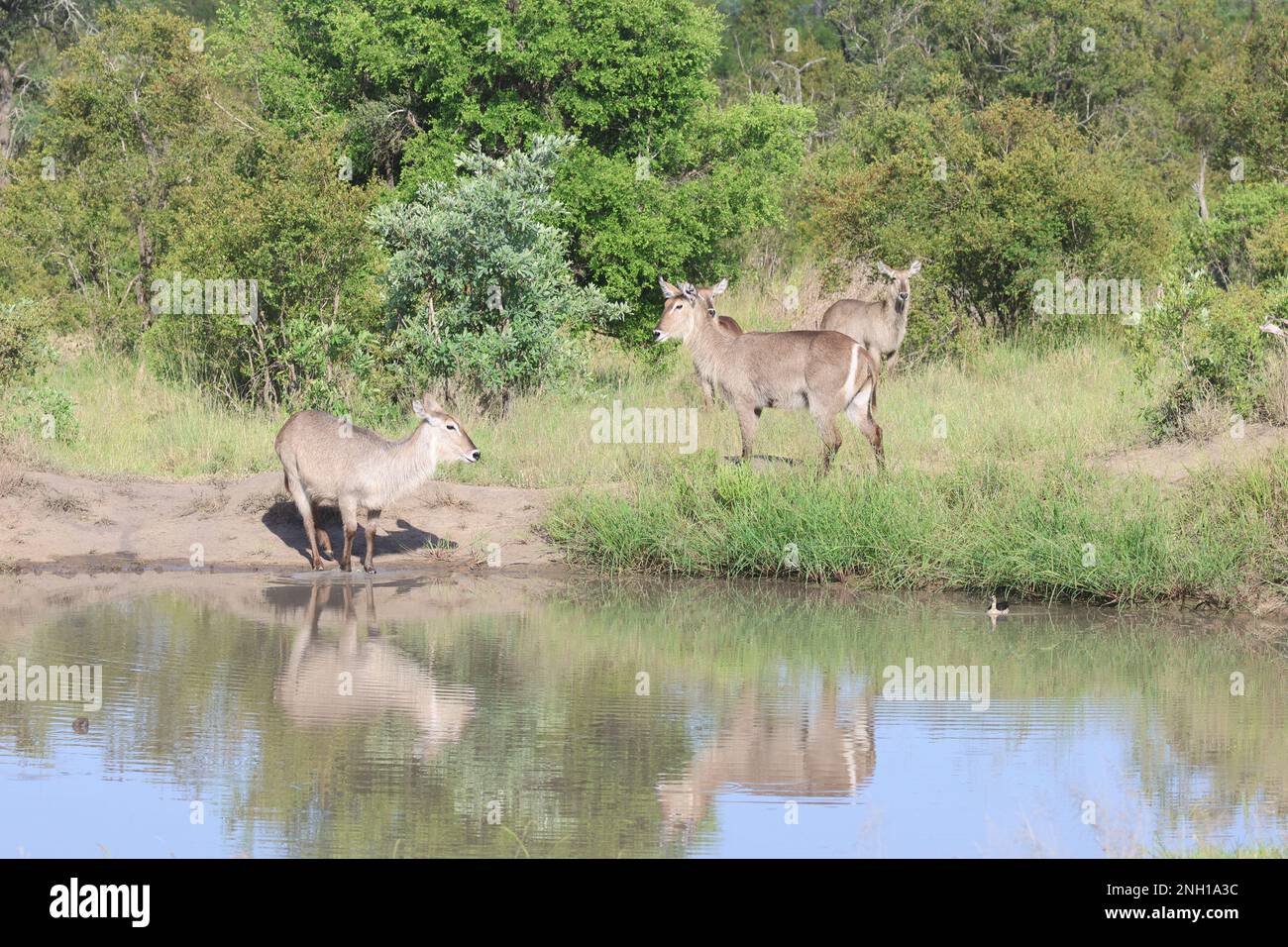 Waterbuck at waterhole hi-res stock photography and images - Alamy