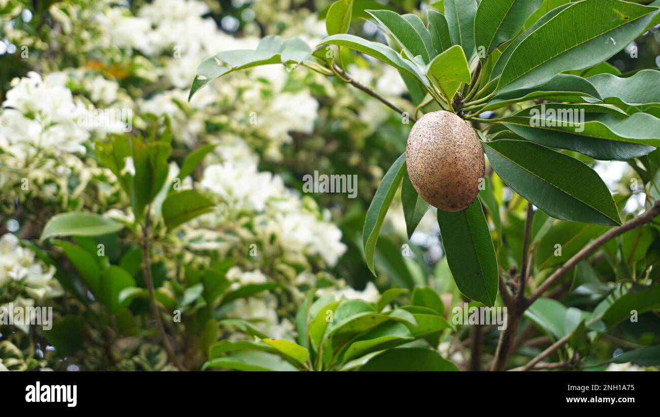 Close up brown sapodilla fruit stick on the tree with it beauty flowers ...