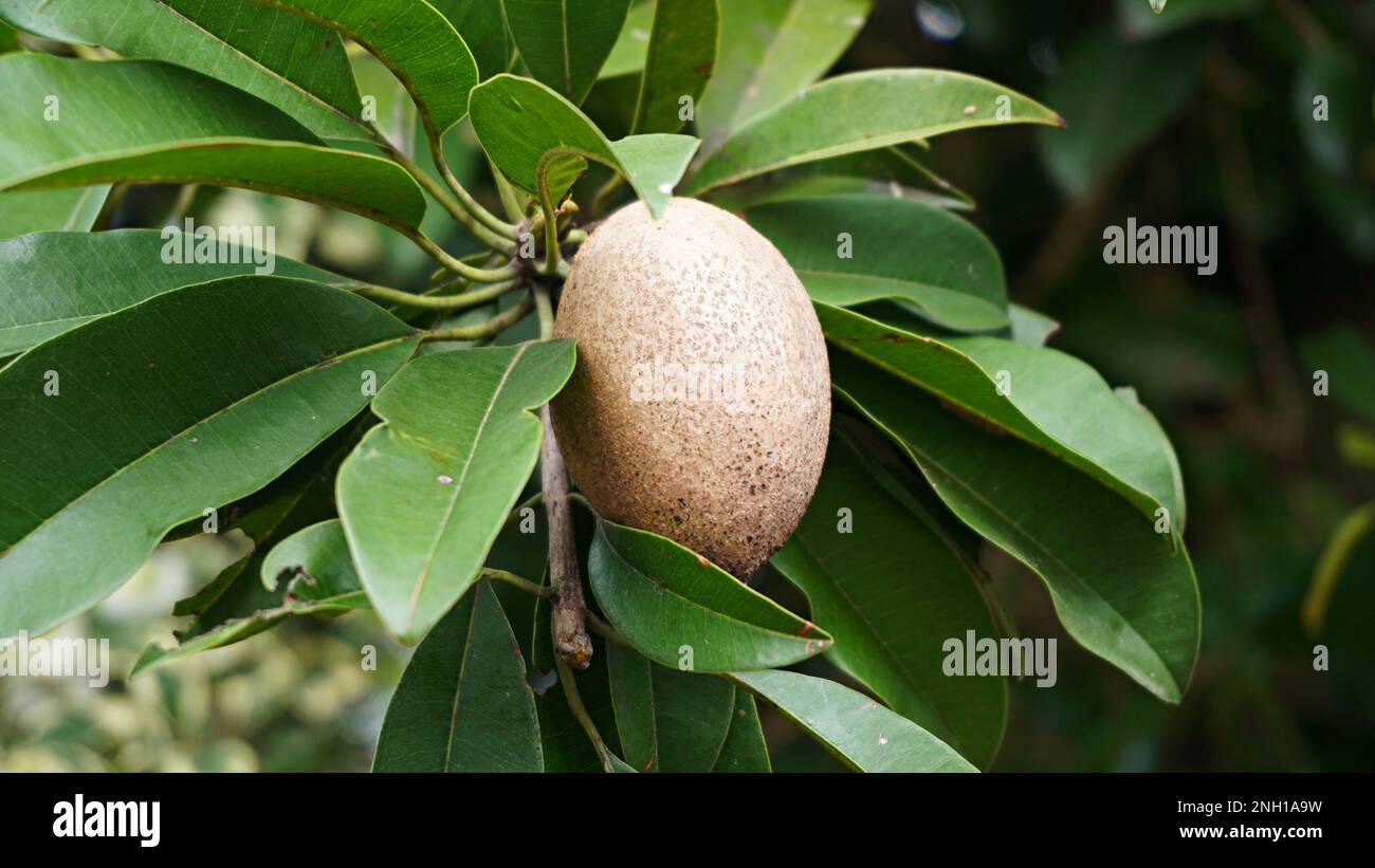 Close up brown sapodilla fruit stick on the tree with it beauty flowers ...