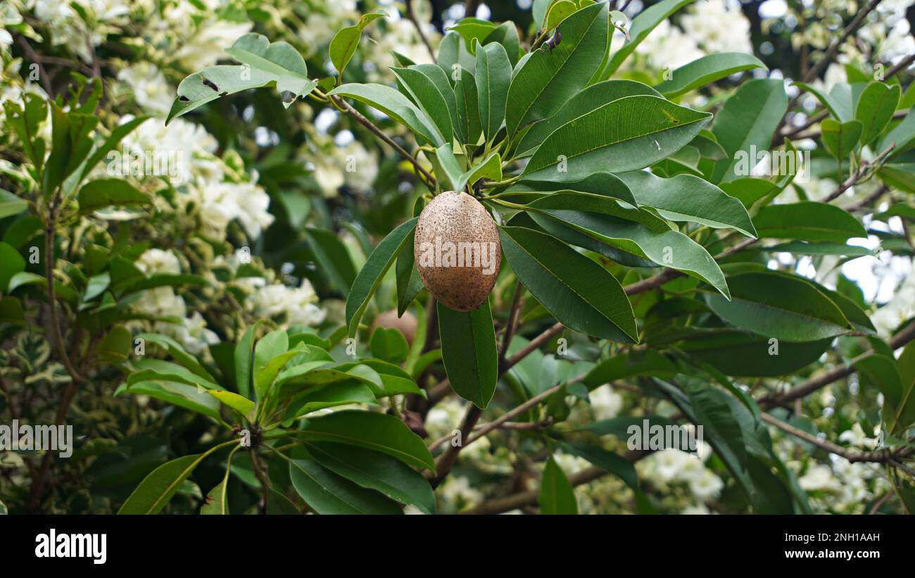 Close up brown sapodilla fruit stick on the tree with it beauty flowers ...