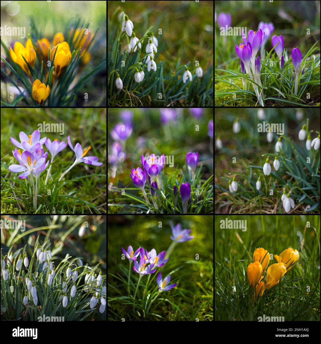 Spring flowers in collage hi-res stock photography and images - Alamy