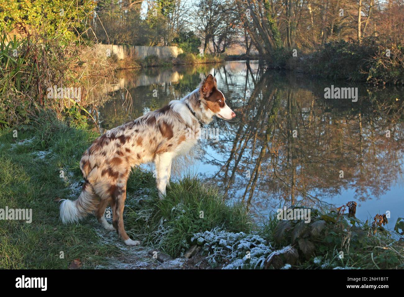 A tri coloured red merle border collie stood on a river bank, Surrey ...