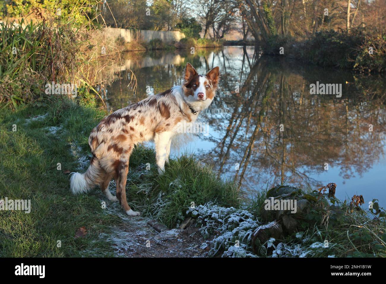A tri coloured red merle border collie stood on a river bank, Surrey ...