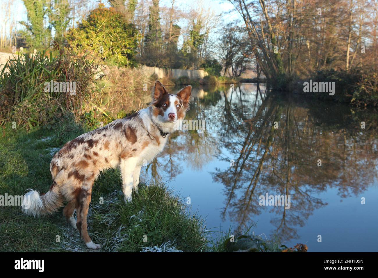 A tri coloured red merle border collie stood on a river bank, Surrey ...