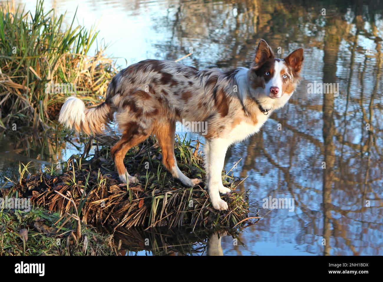 A tri coloured red merle border collie stood on a river bank, Surrey ...