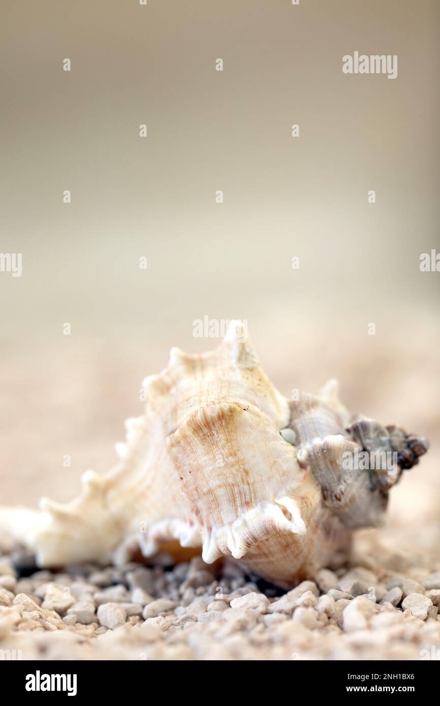 Sea shells at the beach soft focus blurred background for copy space ...