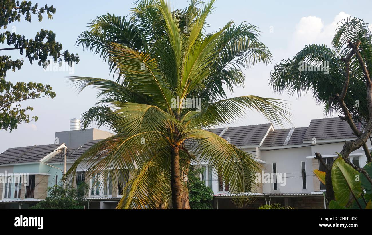 sunset coconut palm and huge tree at public park garden with building ...