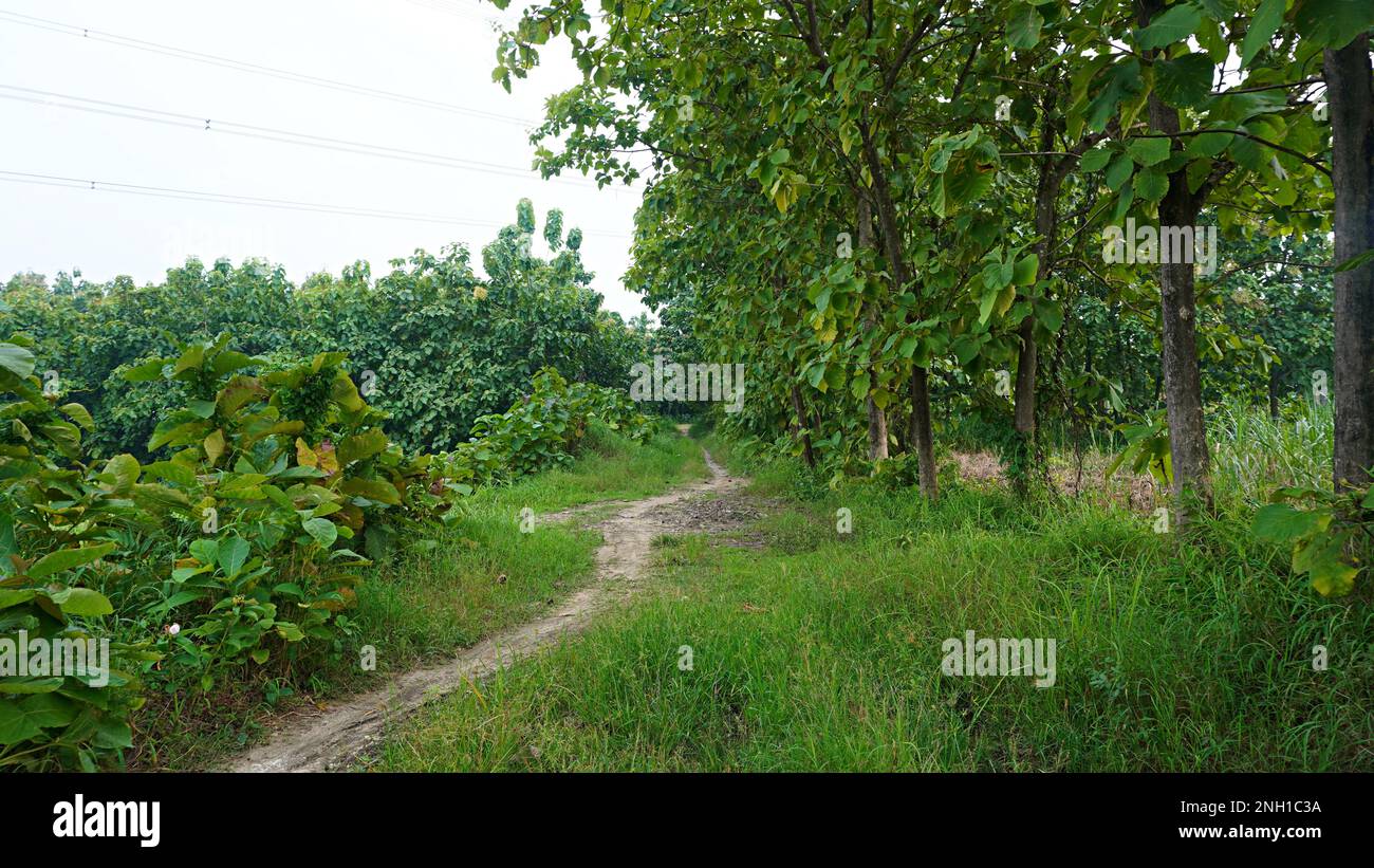 a quiet empty village rural road with a tranquil and cool natural feel ...
