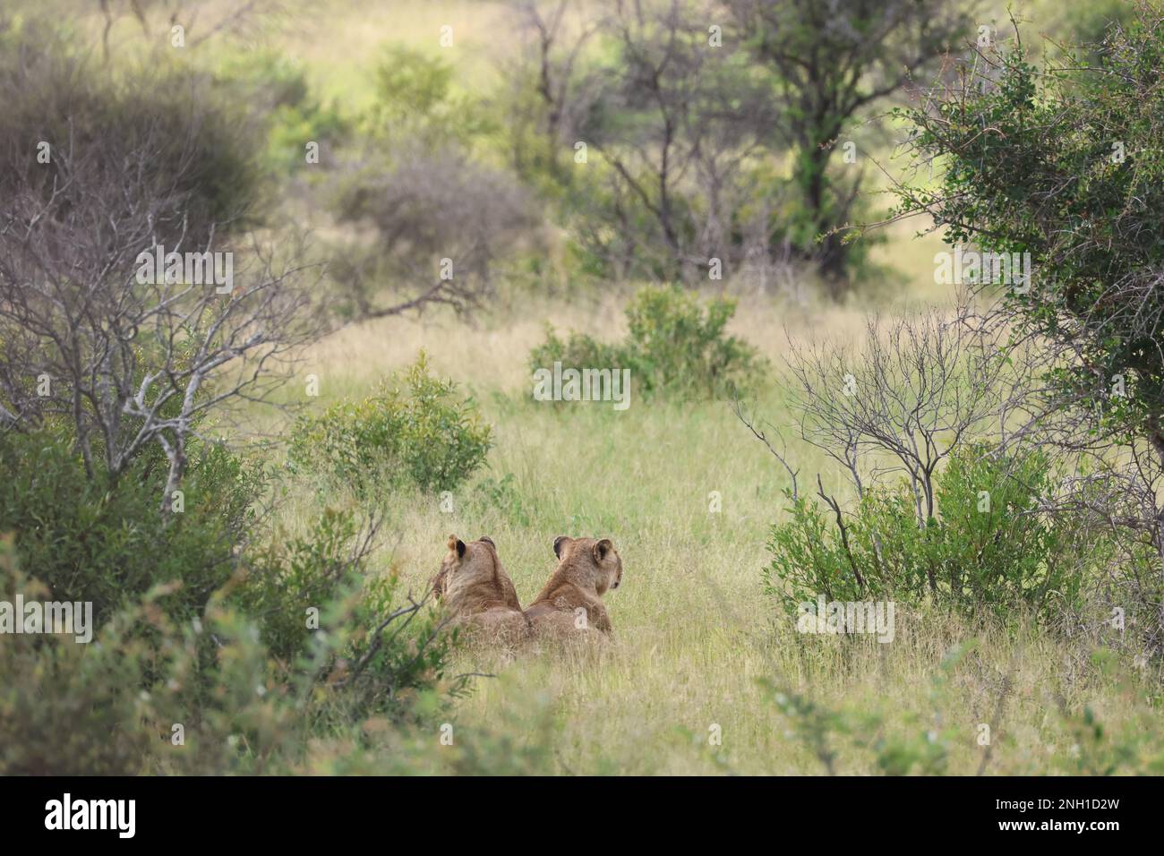 Leopon hi-res stock photography and images - Alamy