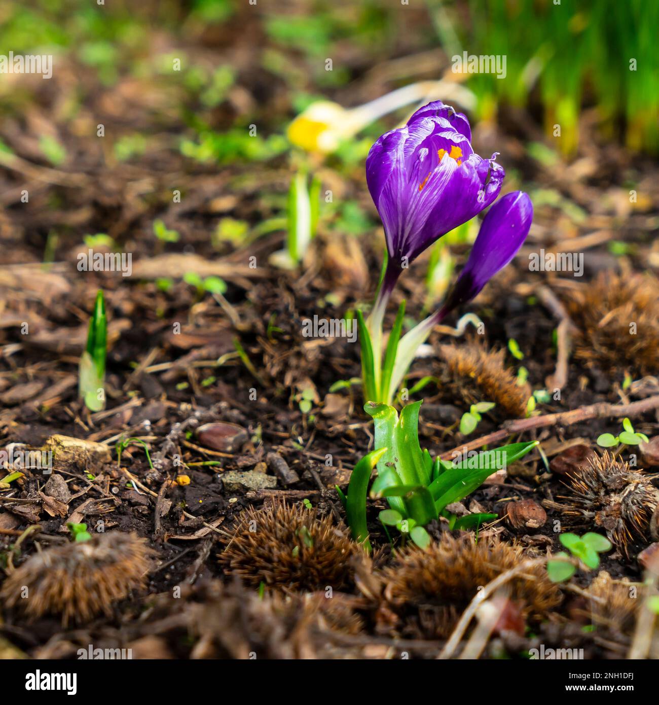 Crocus flowers blooming in early spring in Marley Park South Dublin ...