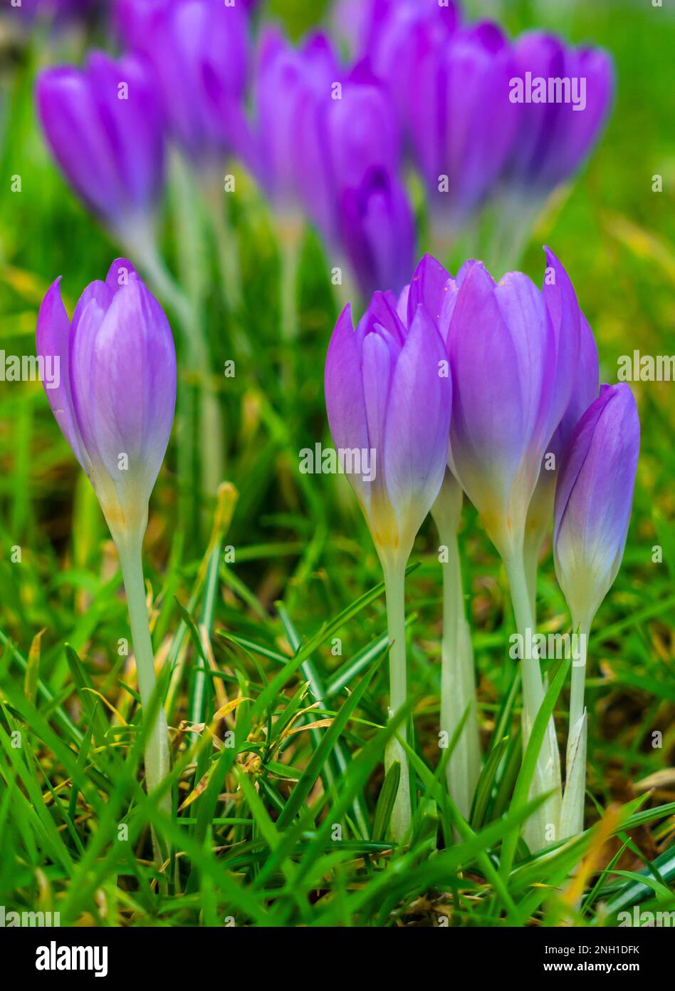 Crocus flowers blooming in early spring in Marley Park South Dublin ...