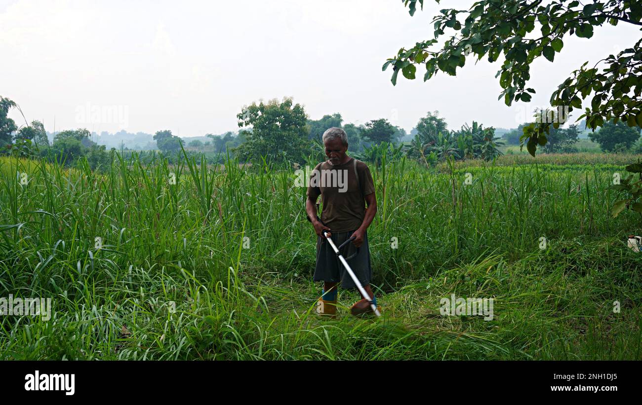 old man is clearing cut the weeds using a lawn mower weed Cordless fuel ...