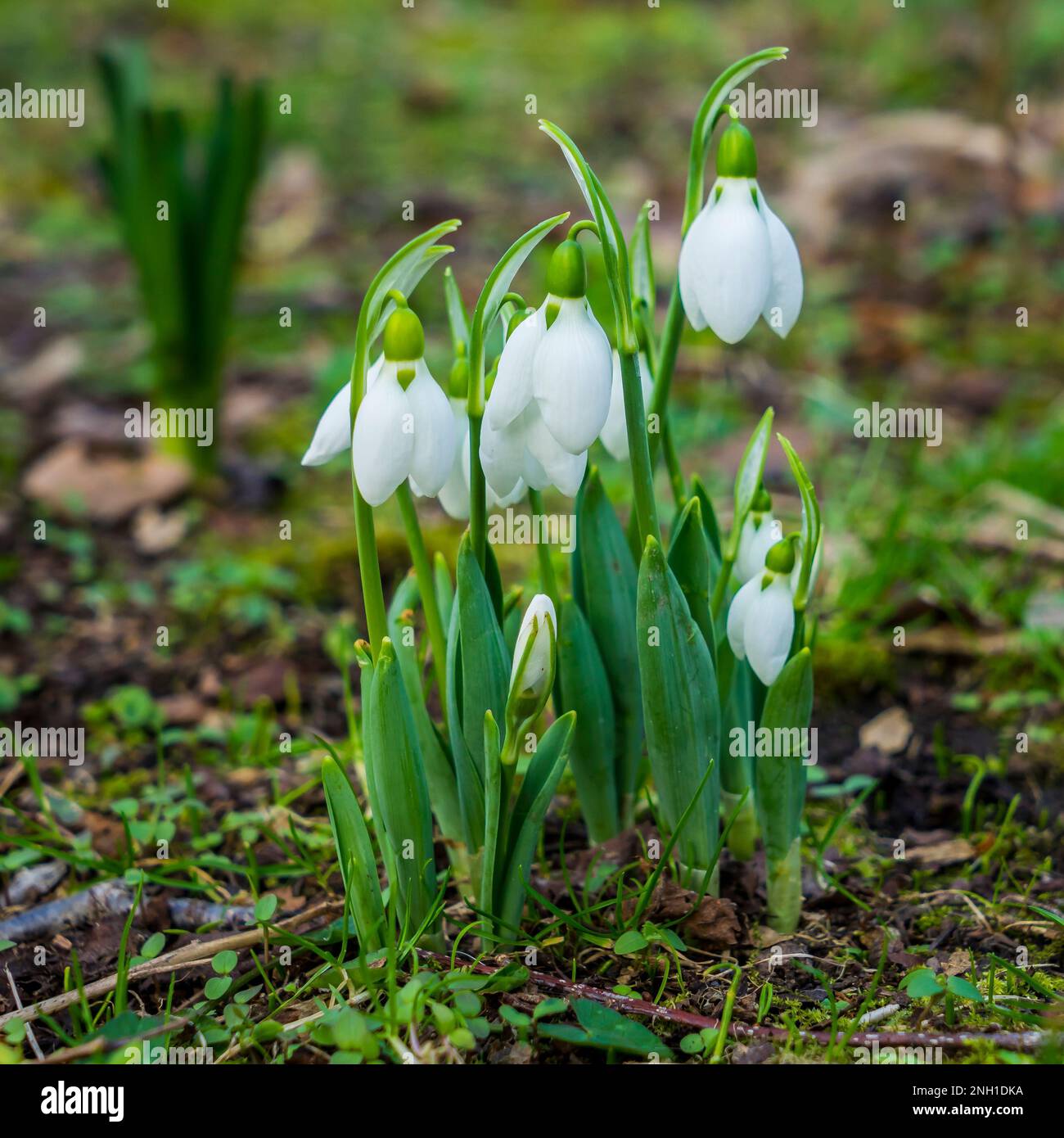 Early spring snowdrop flowers hi-res stock photography and images - Alamy