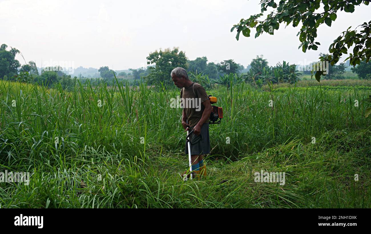 old man is clearing cut the weeds using a lawn mower weed Cordless fuel ...