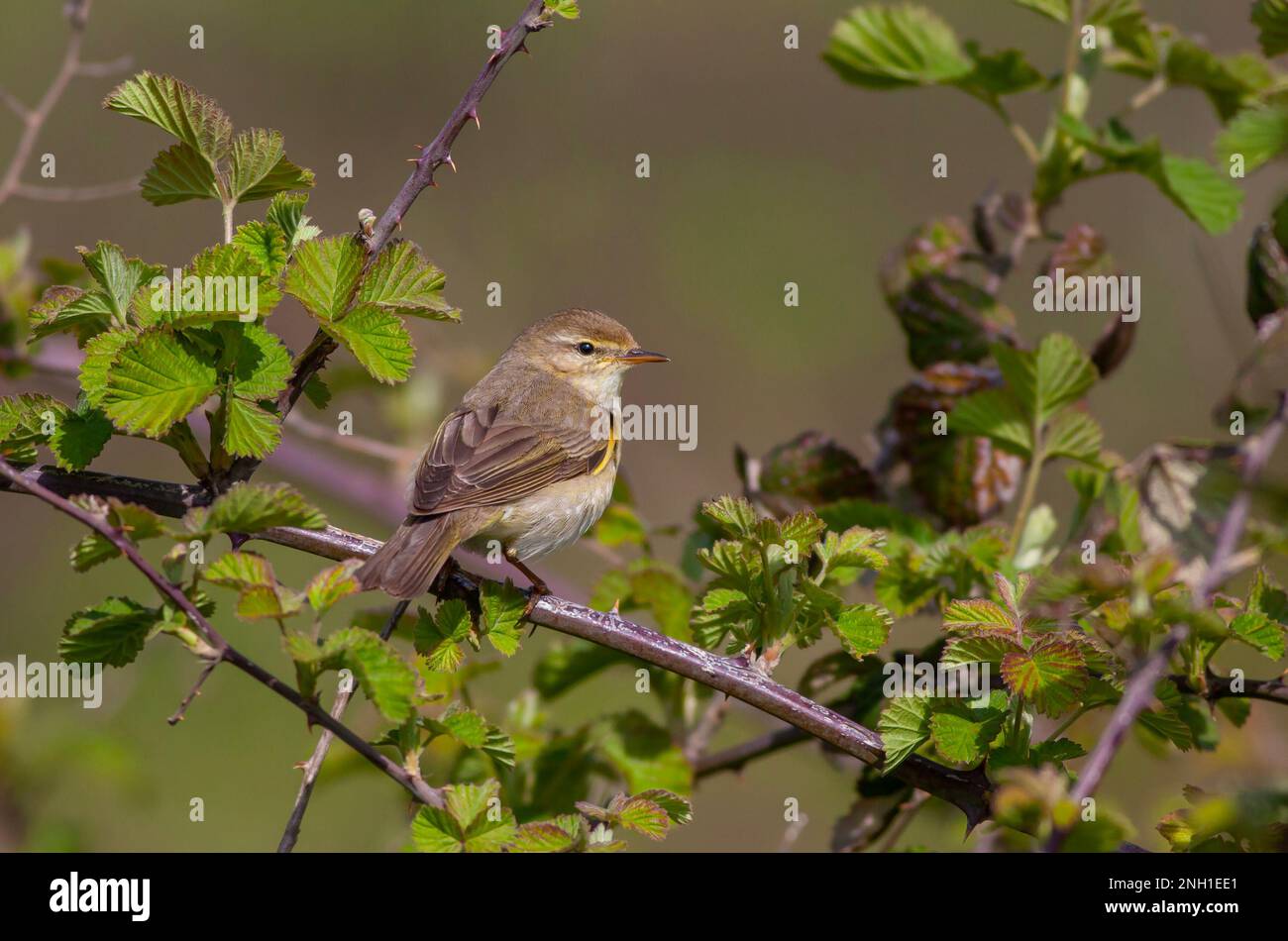 bird looking around in woodland, Willow Warbler, Phylloscopus trochilus ...