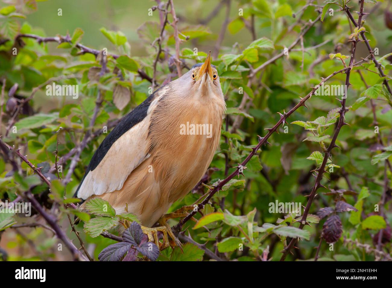 big water bird in the tree, Little Bittern, Ixobrychus minutus Stock ...