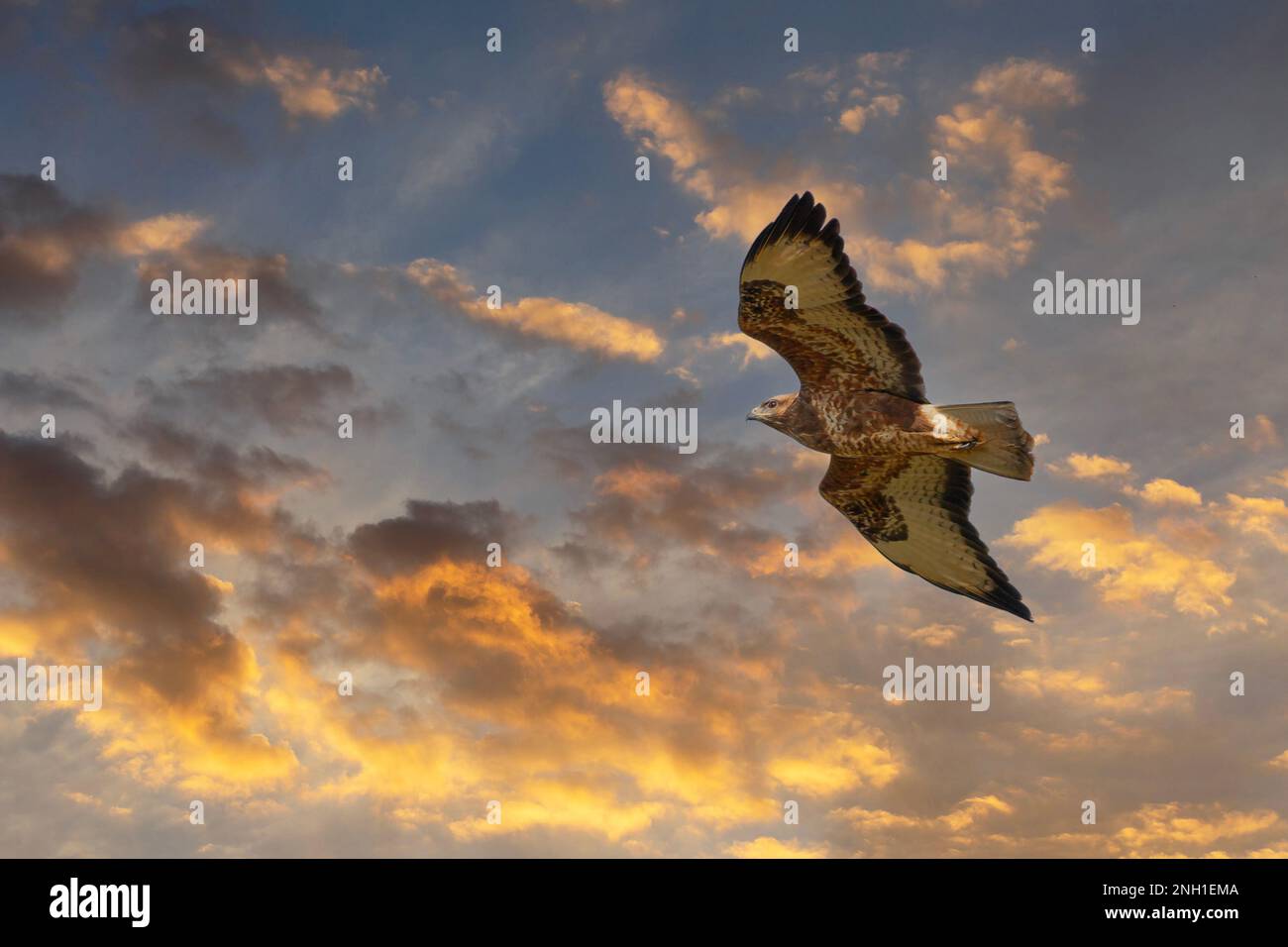 Turkey hawk hi-res stock photography and images - Alamy