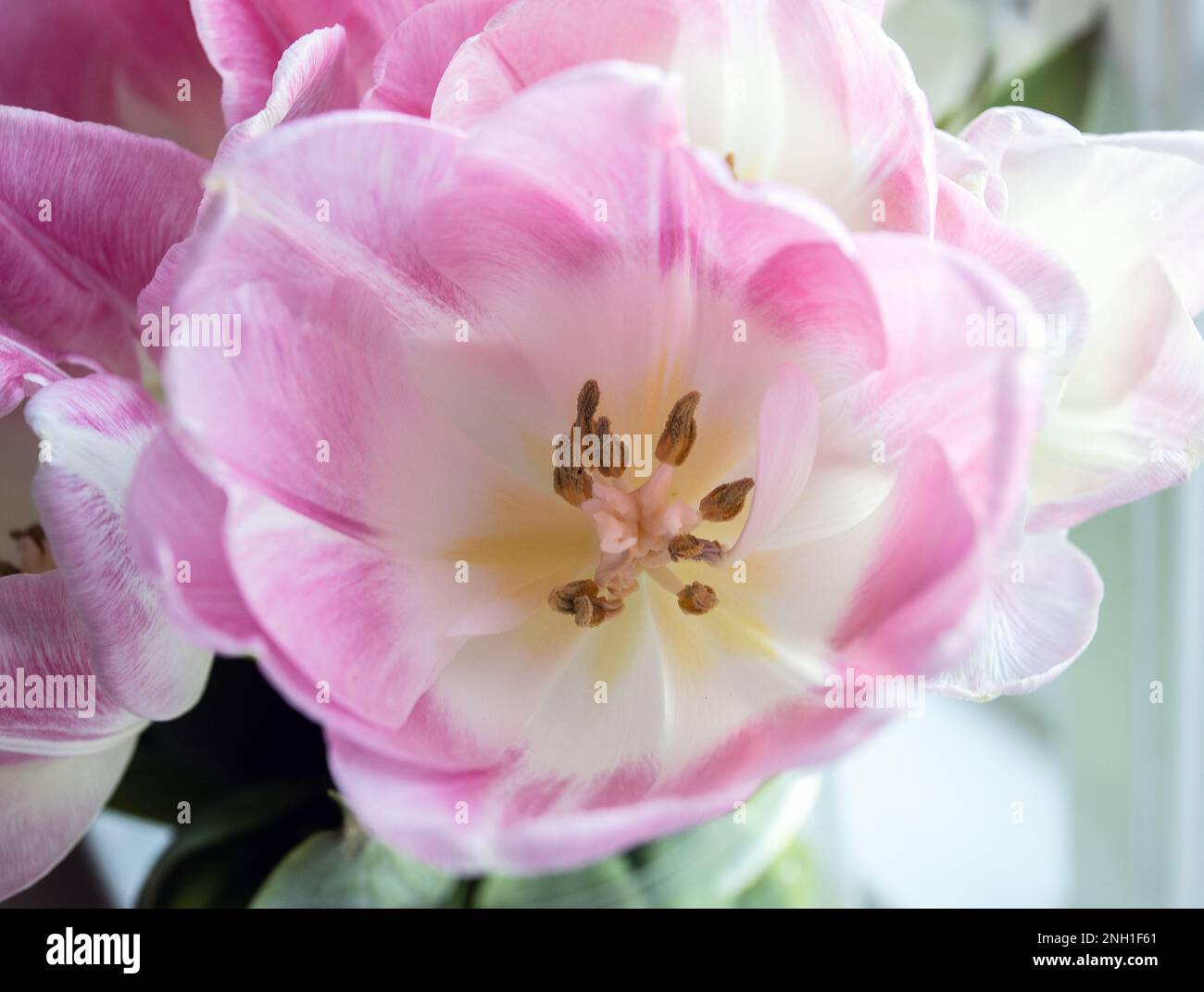 Tulip stamen pistil macro hi-res stock photography and images - Alamy