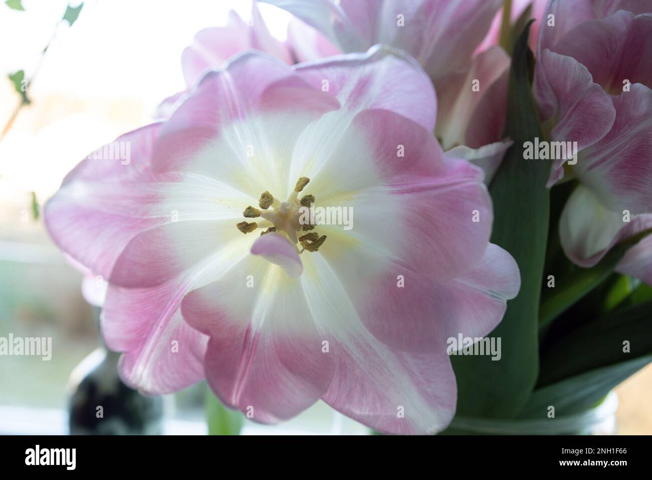 Tulip stamen pistil macro hi-res stock photography and images - Alamy