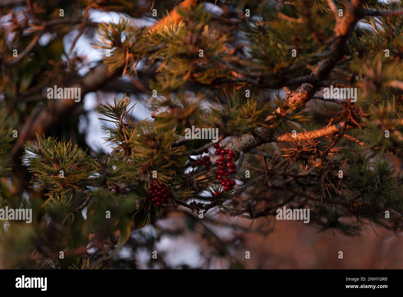 Red pine tree hi-res stock photography and images - Alamy