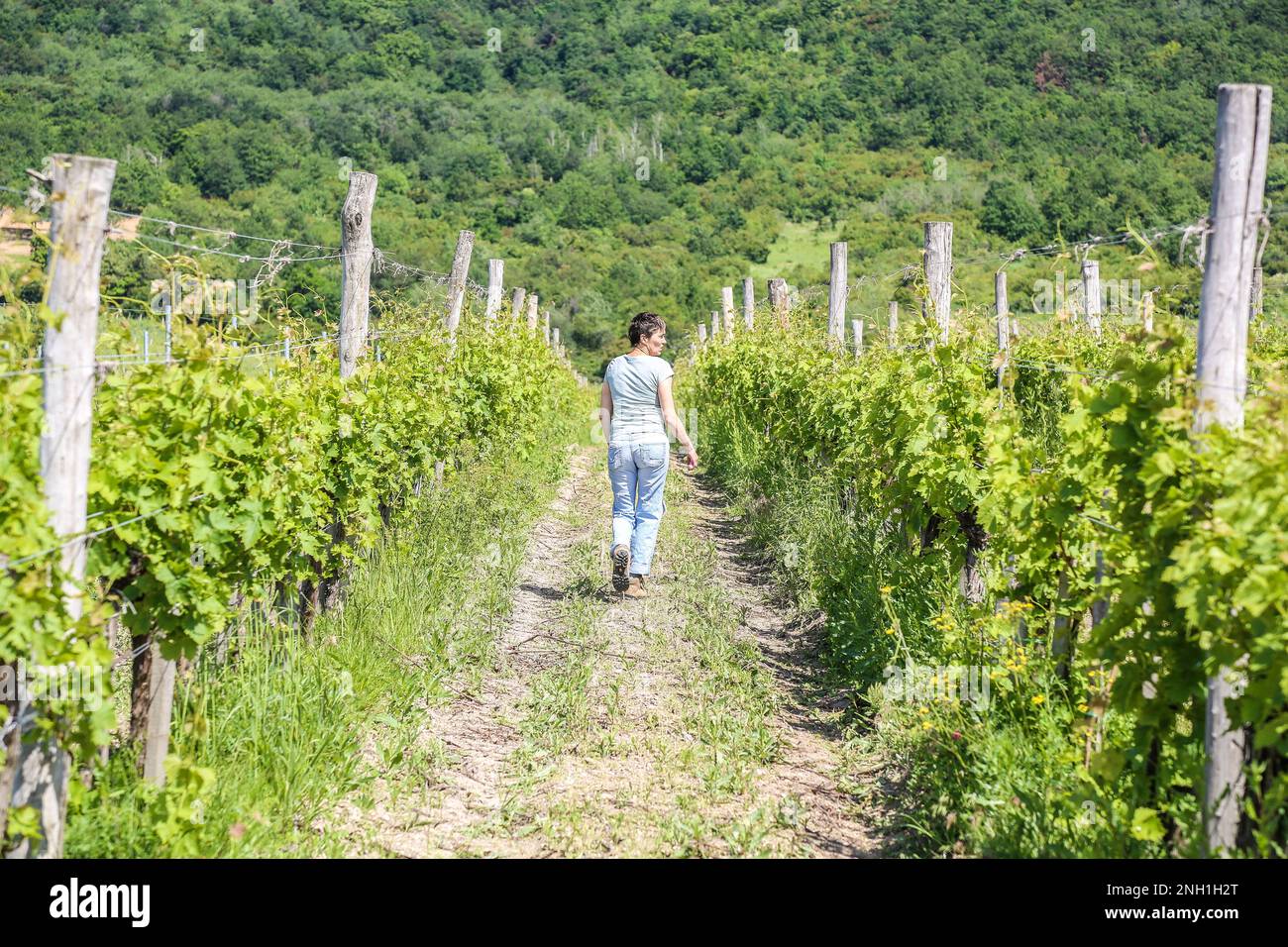 Having a walk in the vineyard Stock Photo - Alamy