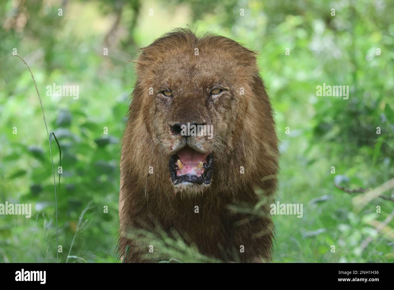 Lions typically consume prey at the location of the hunt hi-res stock ...