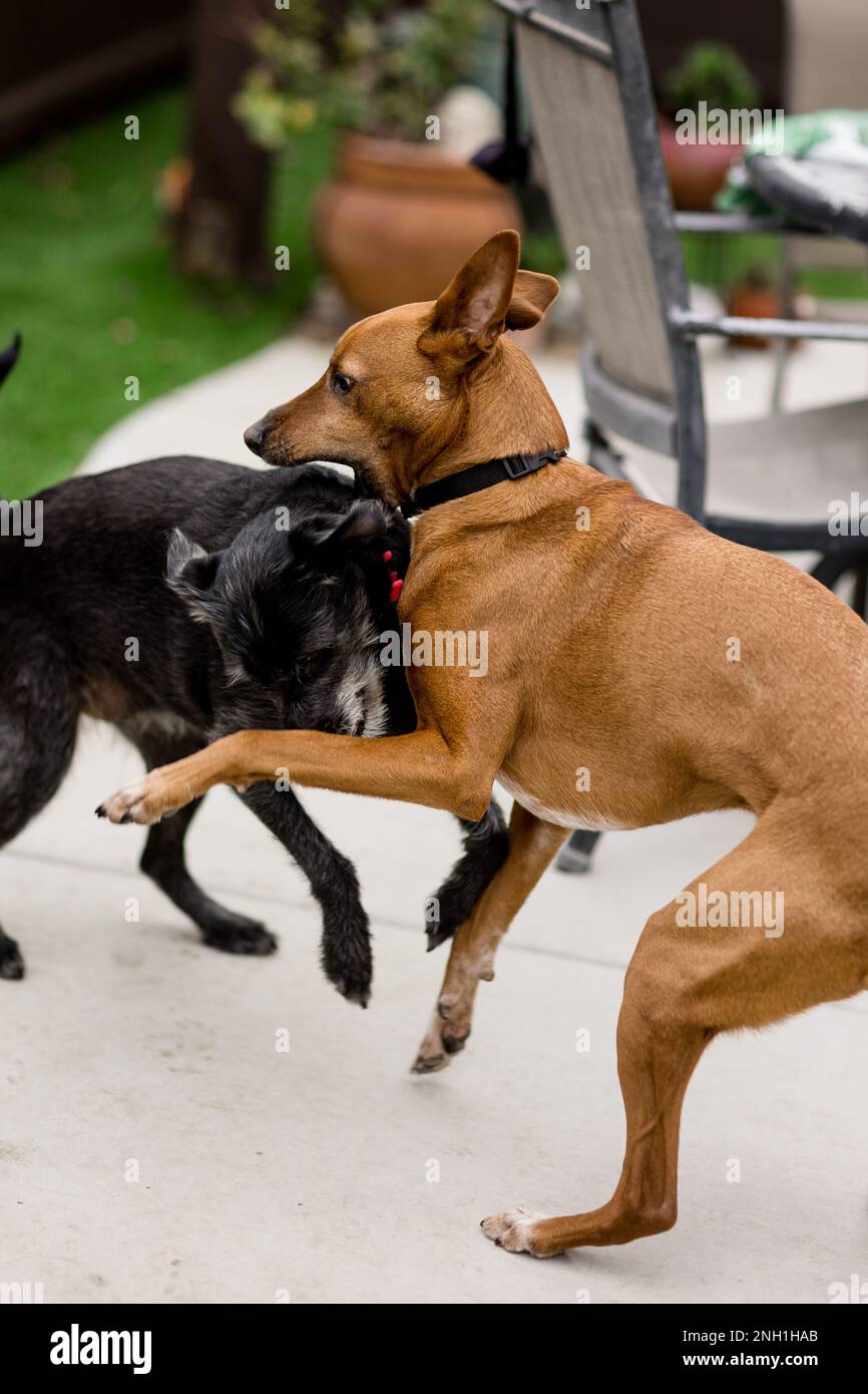 Dogs wrestling hi-res stock photography and images - Alamy