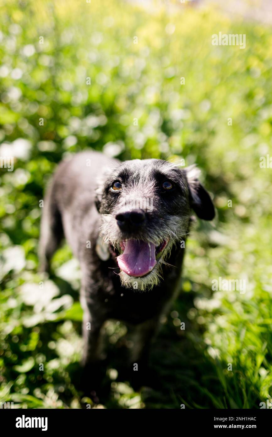 Terrier mix hi-res stock photography and images - Alamy