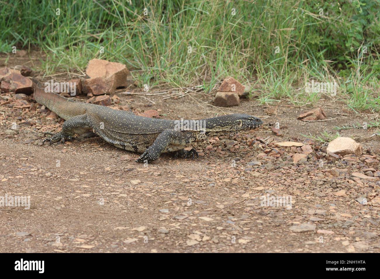 WATER MONITOR LIZARD Stock Photo - Alamy