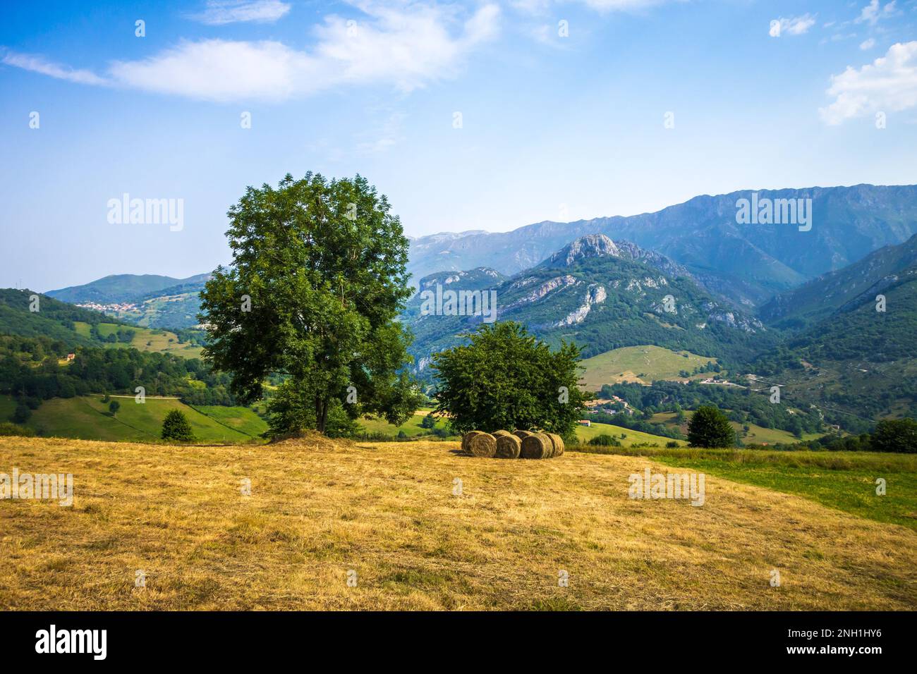 Tree in a field. Landscape around Bulnes village in Picos de Europa ...