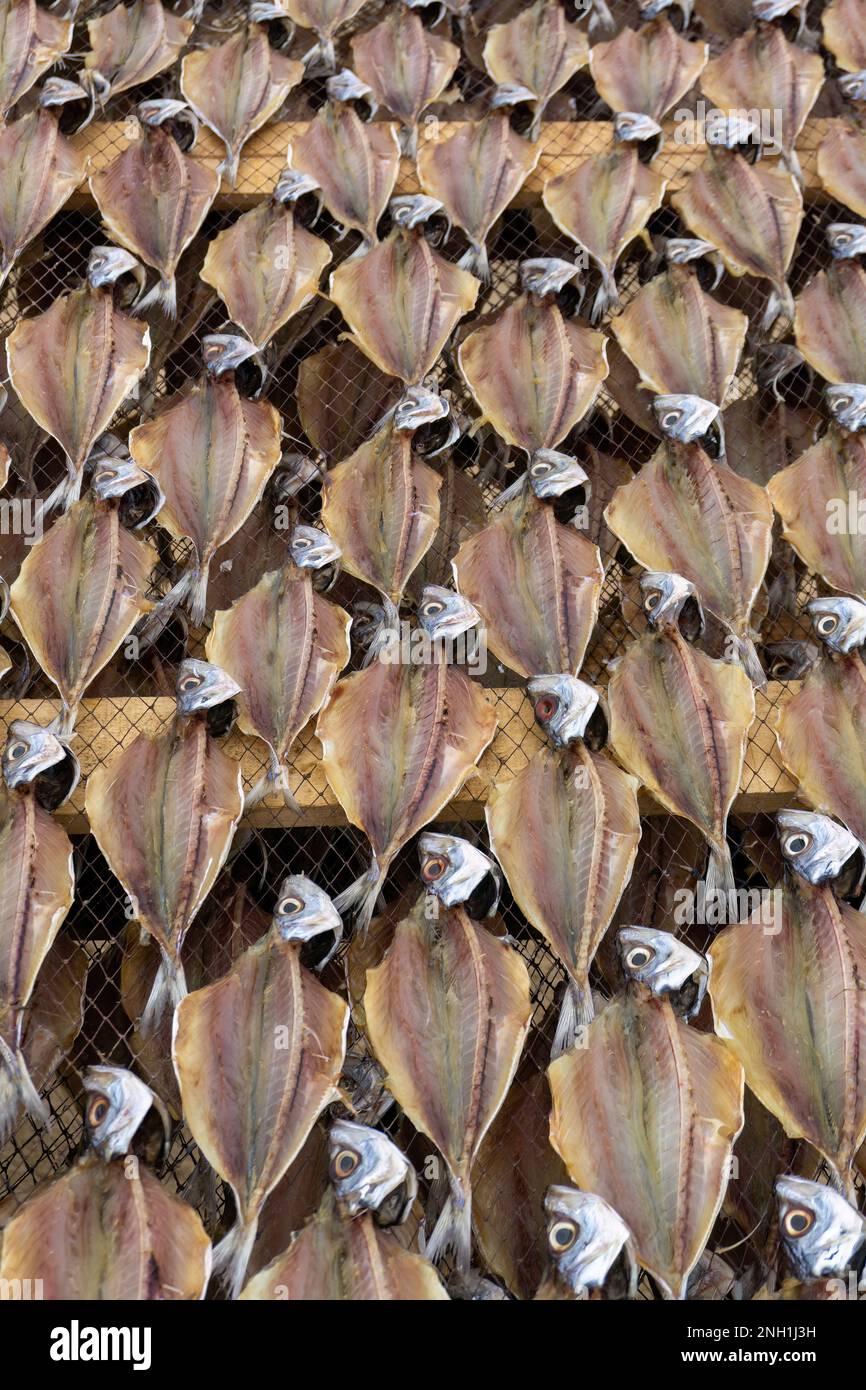 Fish drying on frame hi-res stock photography and images - Alamy