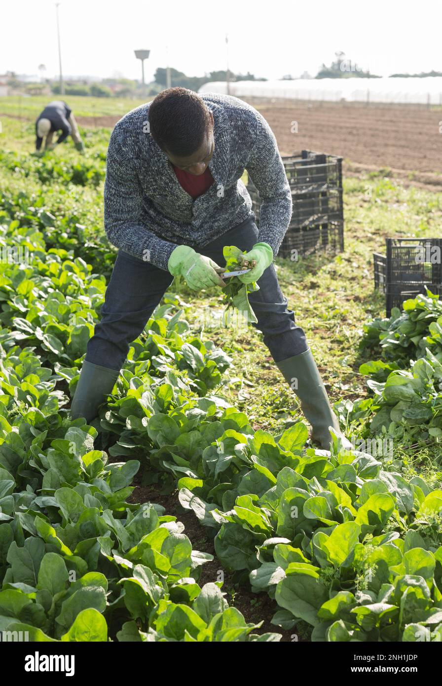 Greenhouse worker carrying box spinach hi-res stock photography and ...