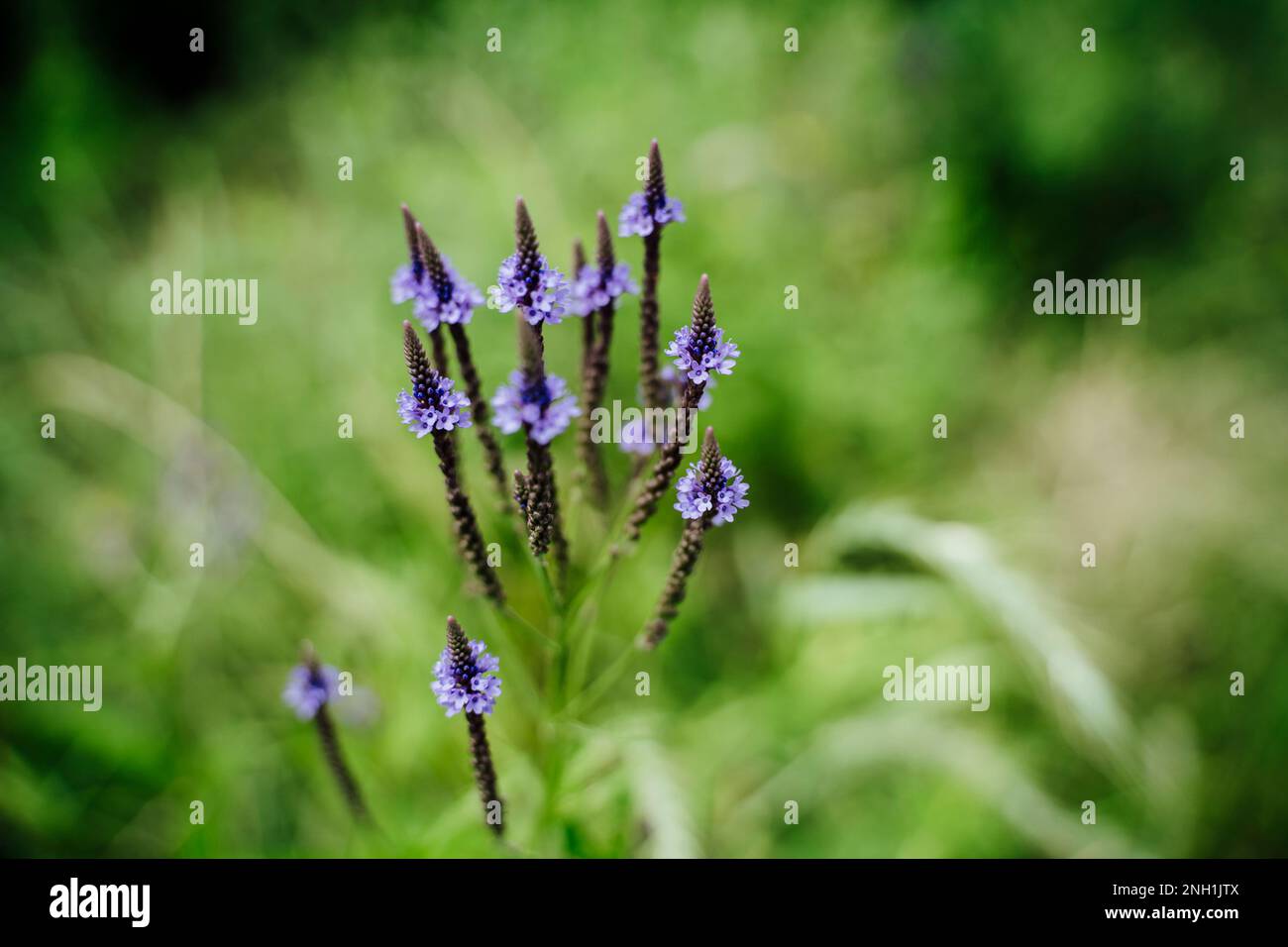 Close-up Purple Texas Vervain Flower in Grassy Meadow Stock Photo - Alamy