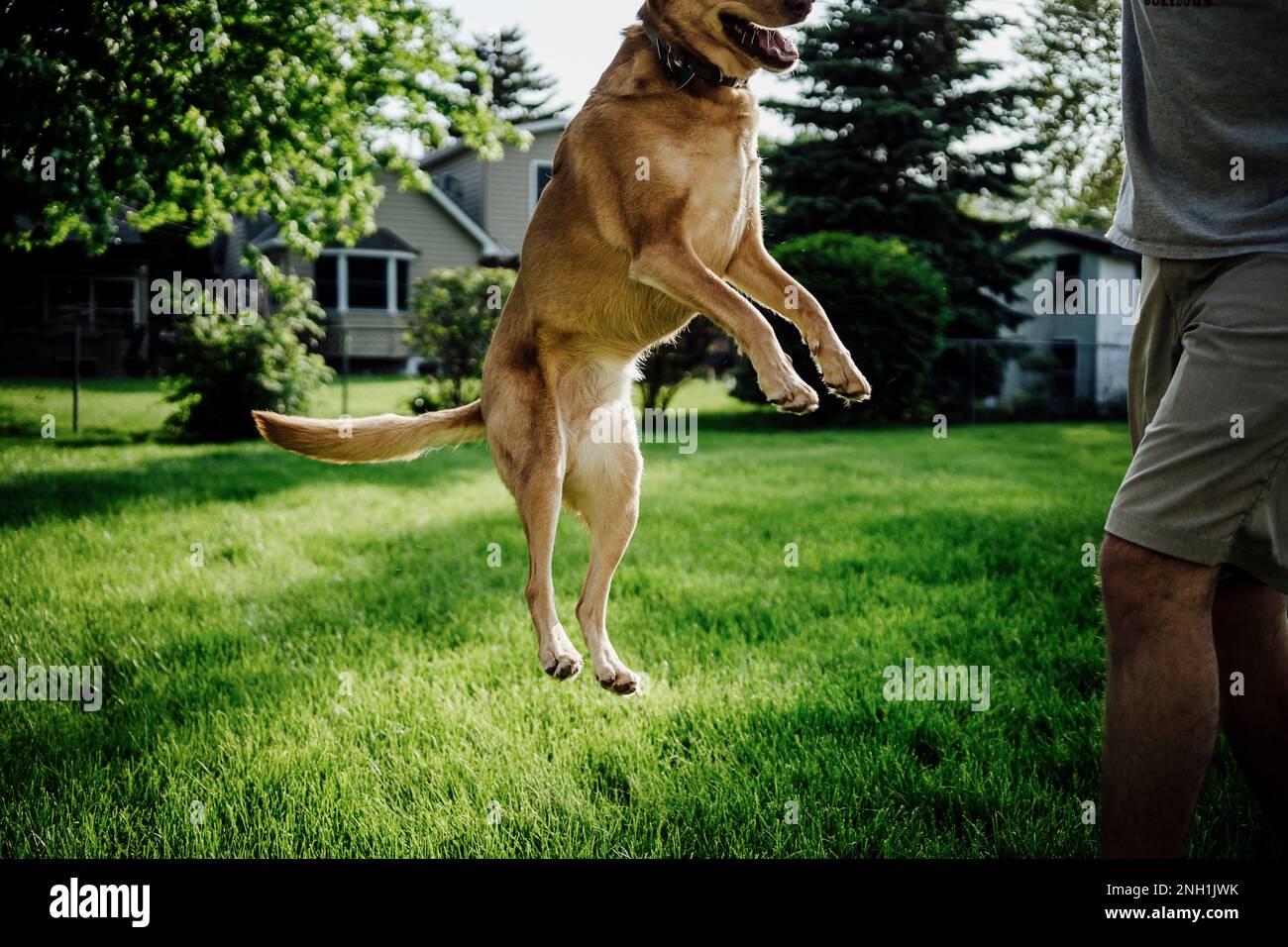 Medium Brown Dog Jumping to Catch Toy with Man in Backyard Stock Photo ...