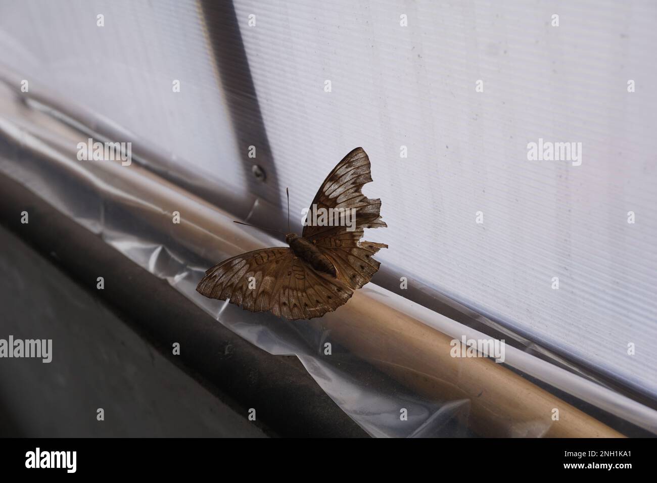 Asian Broken Butterfly Journey Stock Photo - Alamy