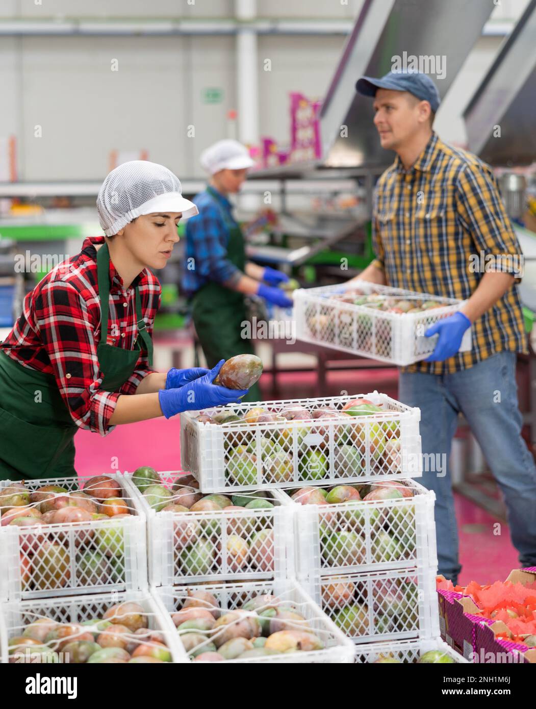 Mango process mangoes process hi-res stock photography and images - Alamy
