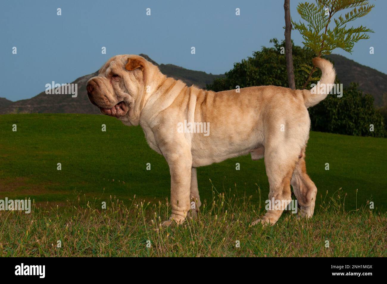 Portrait of shar pei purebred dog sand color standing in the field with ...