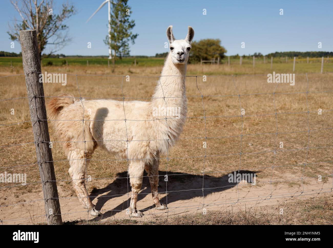 An alpaca in a grassy field standing looking off into the distance ...