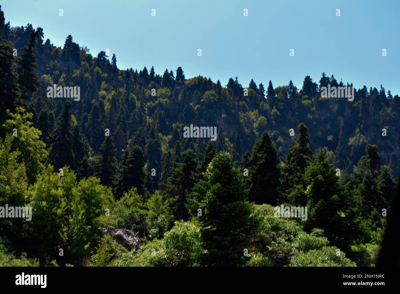 Forestwalks hi-res stock photography and images - Alamy