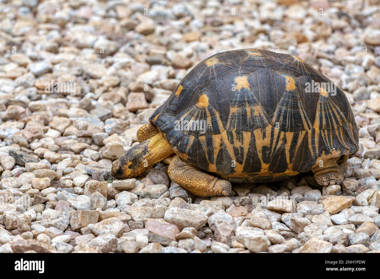 Radiated tortoise (Astrochelys radiata), critically endangered endemic ...