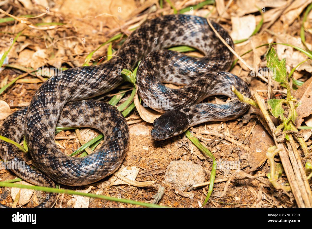 Malagasy Cat-eyed Snake, Madagascarophis colubrinus is a species of ...
