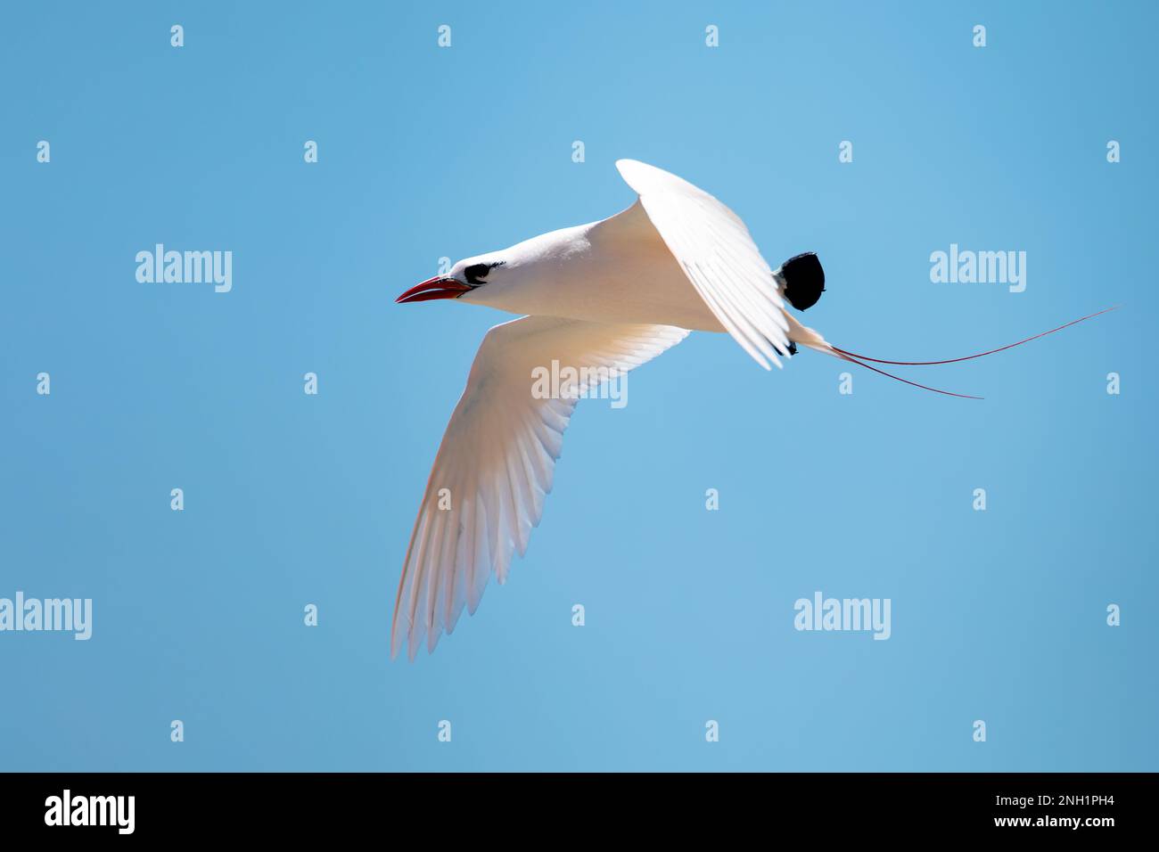 The red-tailed tropicbird (Phaethon rubricauda) in flight. Seabird ...
