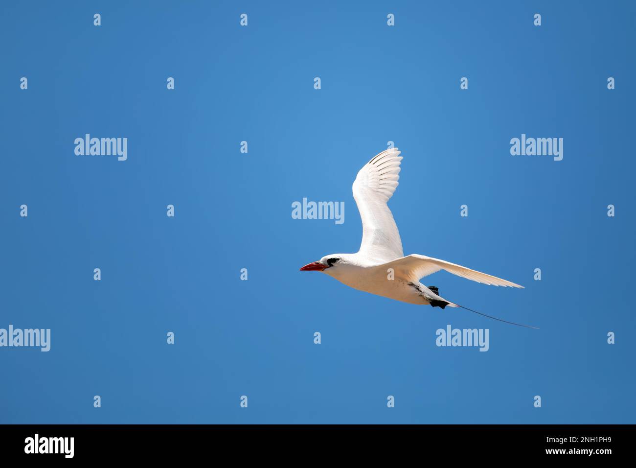 The red-tailed tropicbird (Phaethon rubricauda) in flight. Seabird ...